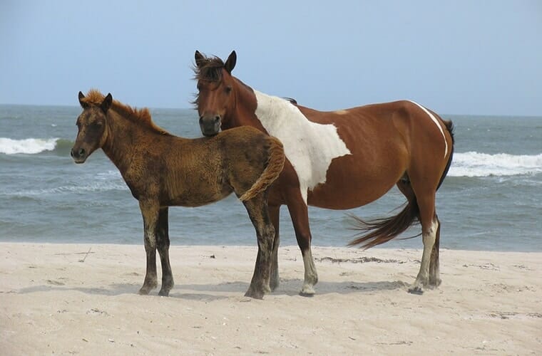 Assateague Island National Seashore
