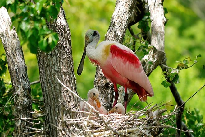 Atchafalaya National Heritage Area