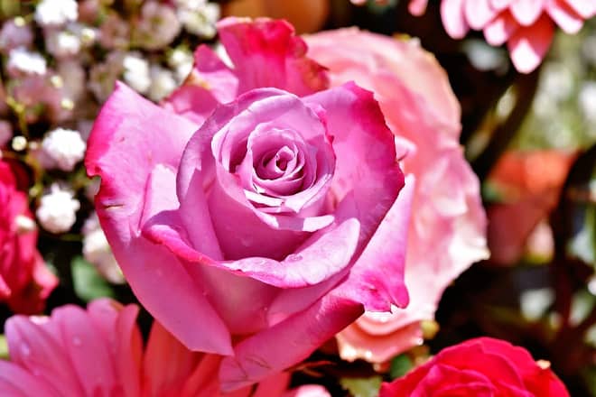 Boerner Botanical Gardens