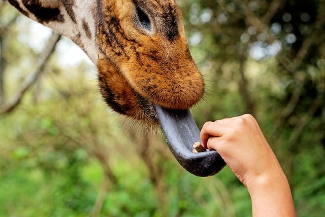 Como Park Zoo & Conservatory