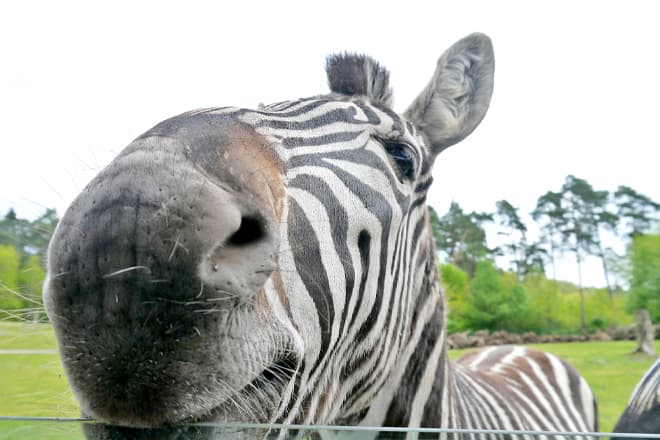 Critter Country Animal Farm