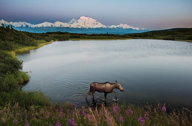 Denali National Park