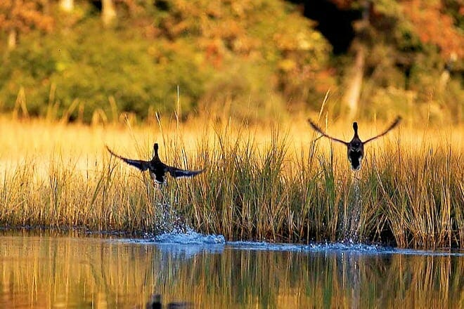 Hoffler Creek Wildlife Preserve