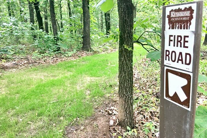 Keystone Ancient Forest