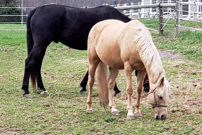 Legacy Equestrian Center