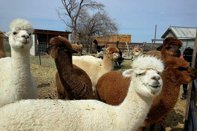 Magic Valley Alpacas