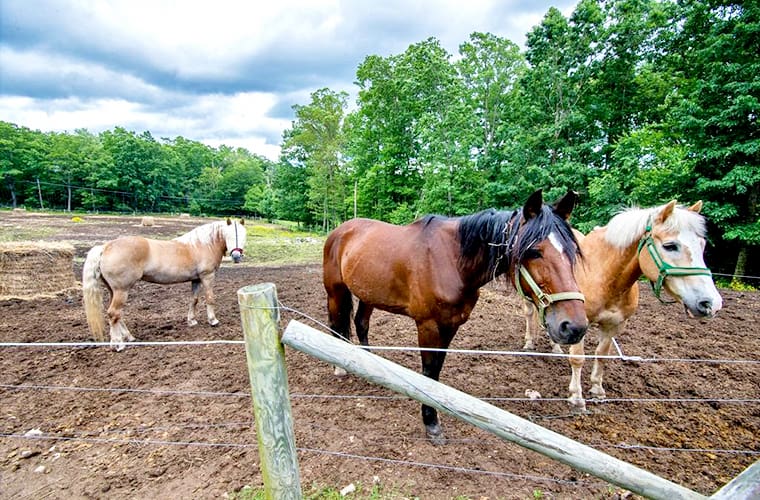 Mountain Laurel Resort