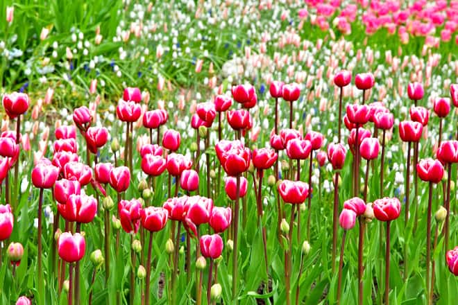 Pittsburgh Botanic Garden