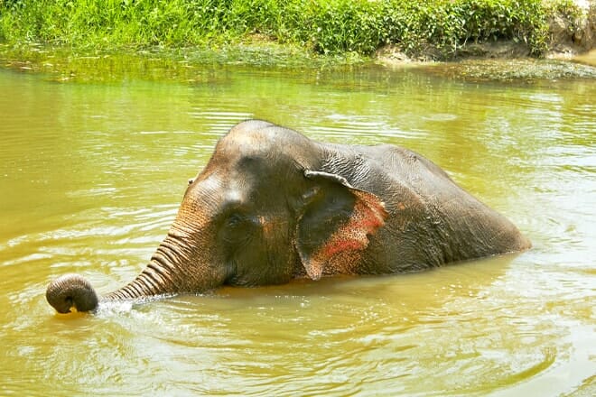 Riddle's Elephant Farm