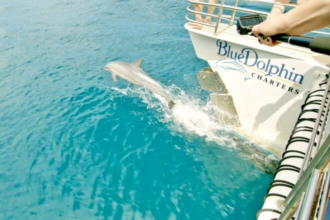 See Marine Creatures in the Wild