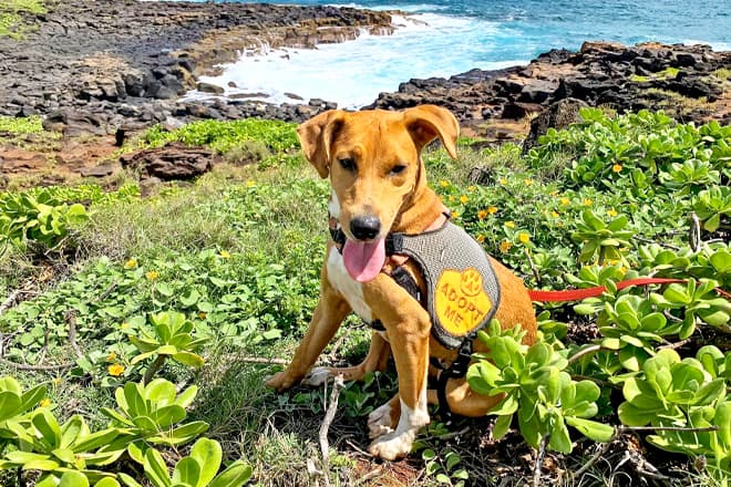 Take a Shelter Dog on a Field Trip