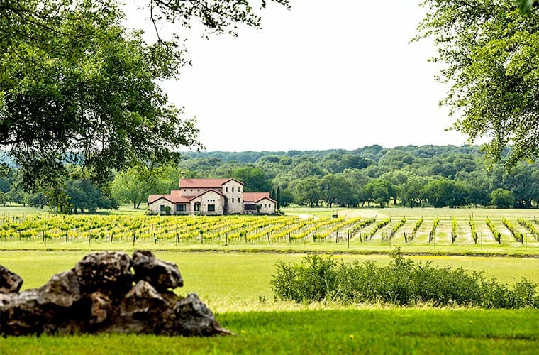 The Vineyard At Florence