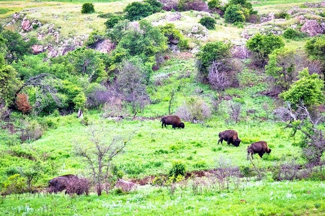 Wichita Mountains Wildlife Refuge