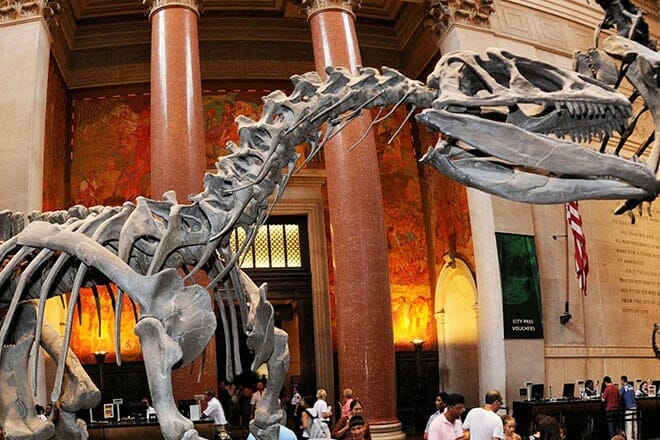 American Museum of Natural History &mdash; NYC