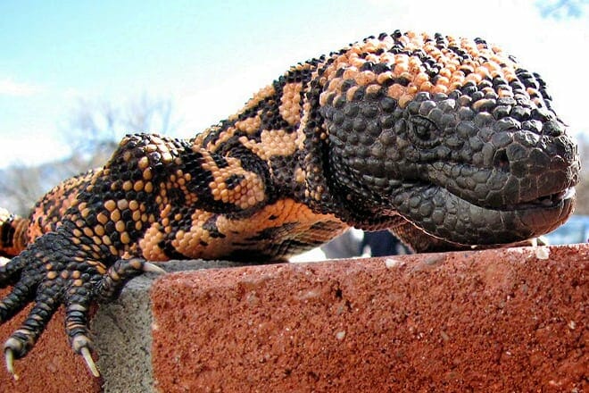 Arizona Sonora Desert Museum &mdash; Tucson