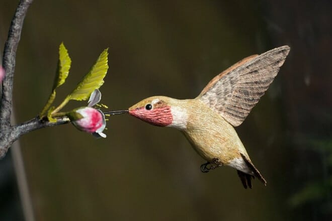 Birds of Vermont Museum &mdash; Huntington