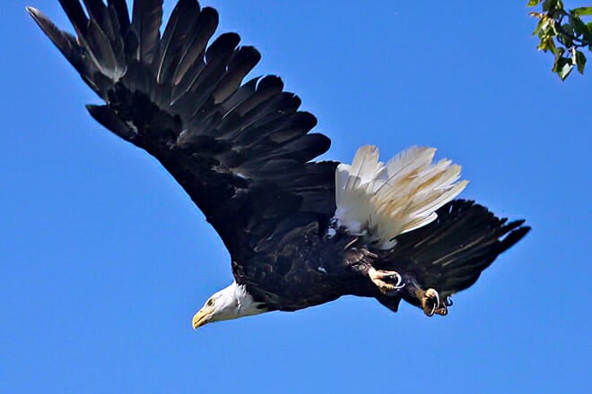 Blackwater National Wildlife Refuge &mdash; Cambridge