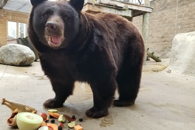 Bramble Park Zoo &mdash; Watertown