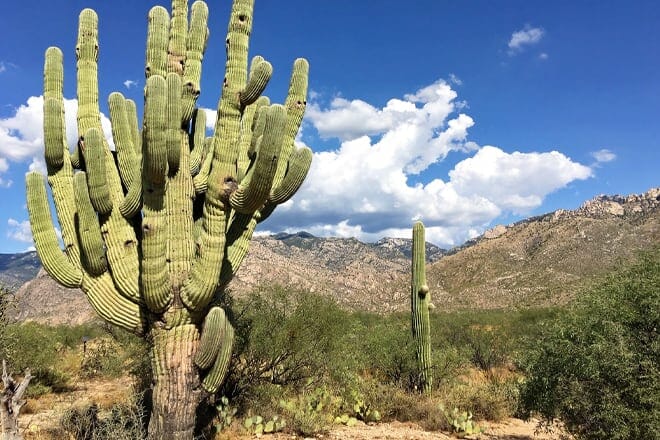 Catalina State Park &mdash; Tucson