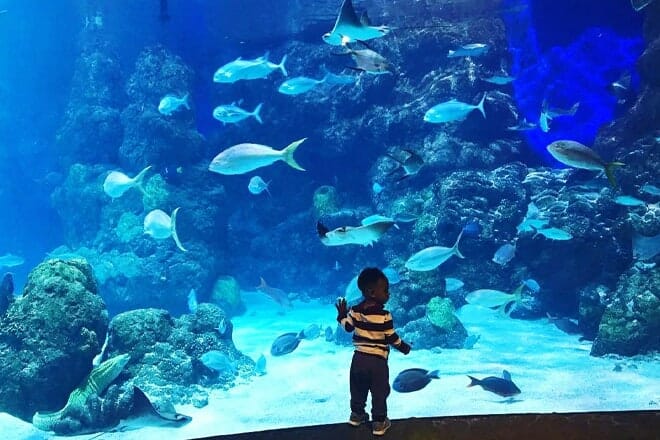 Downtown Aquarium &mdash; Denver