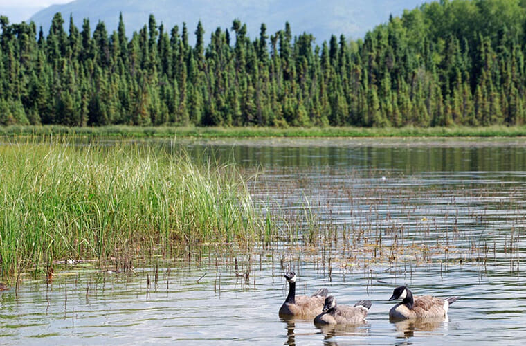 Goose Lake Park Beach — Anchorage