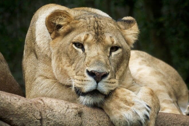 Greenville Zoo &mdash; Greenville