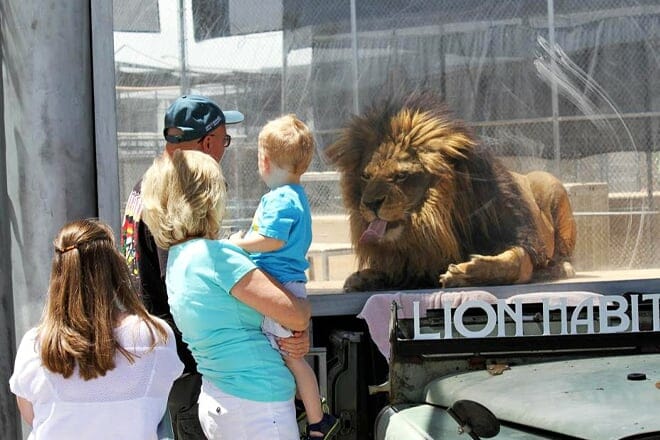 Lion Habitat Ranch &mdash; Henderson