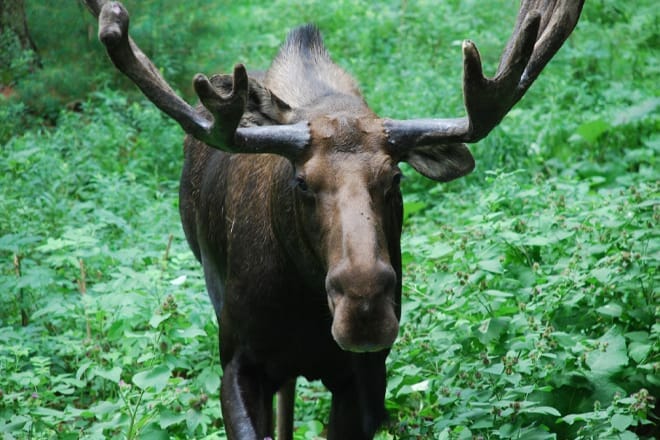 Maine Wildlife Park &mdash; Gray