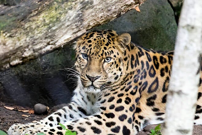 Minnesota Zoo &mdash; Apple Valley