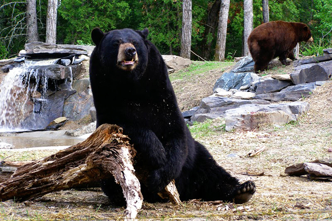 North American Bear Center &mdash; Ely