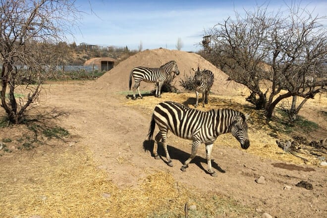 out of africa wildlife park &mdash; camp verde