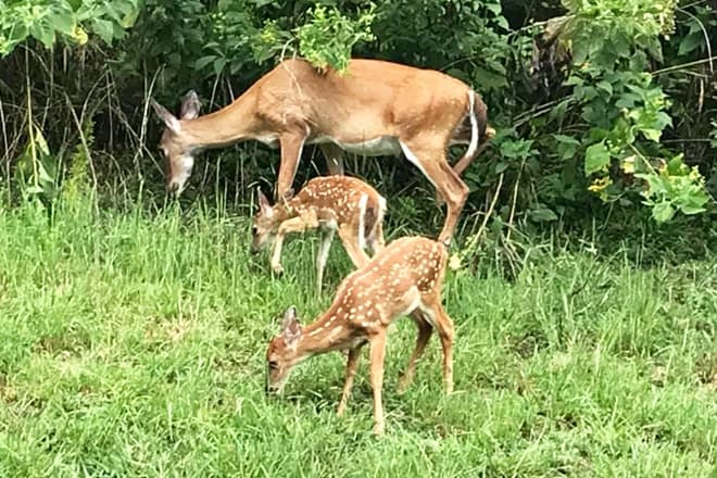 Panther Creek State Park