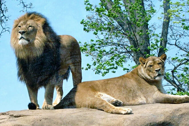 Peoria Zoo &mdash; Peoria