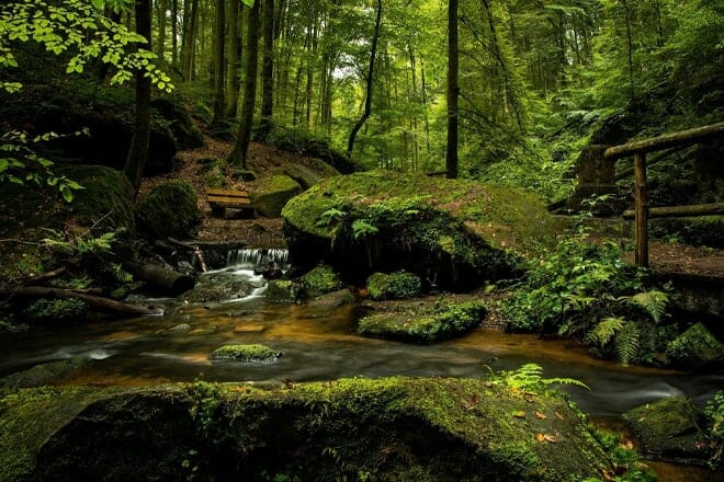 Quinault Rainforest — Quinault