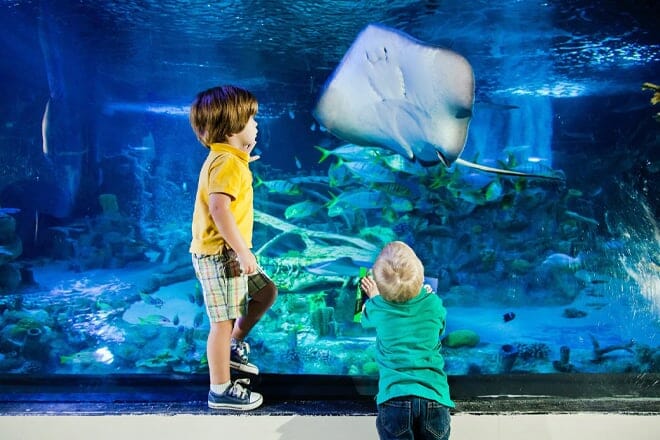 SEA LIFE Arizona Aquarium &mdash; Tempe