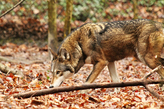 Salisbury Zoo And Park