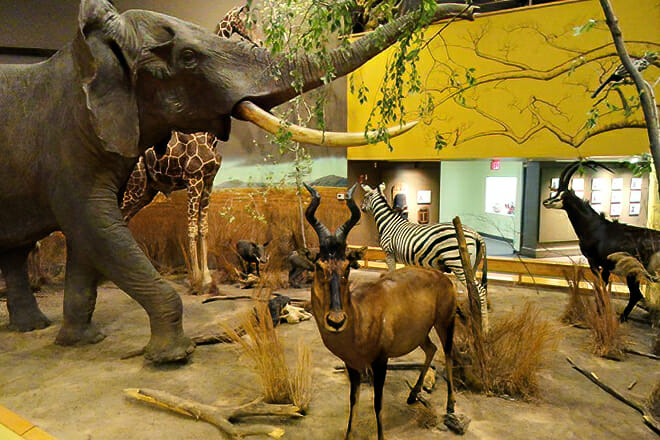 Springfield Science Of Museum &mdash; Springfield