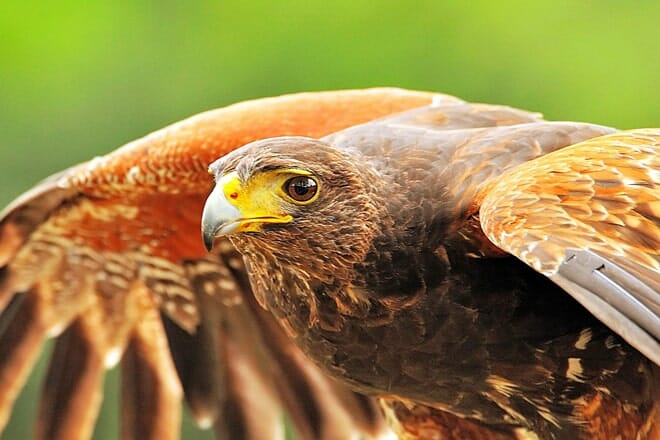 The Center for Birds of Prey &mdash; Awendaw