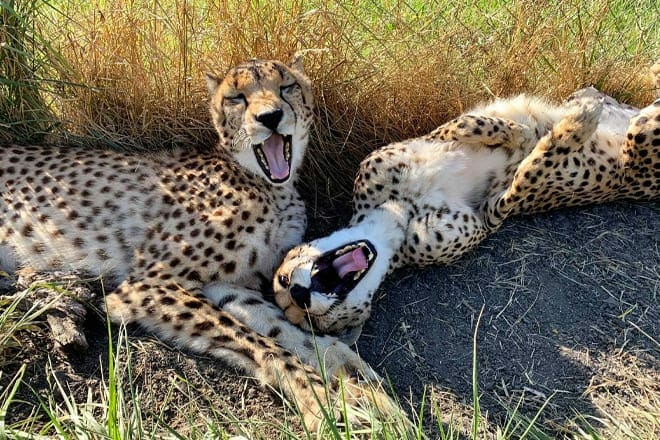 Wildlife Safari &mdash; Winston