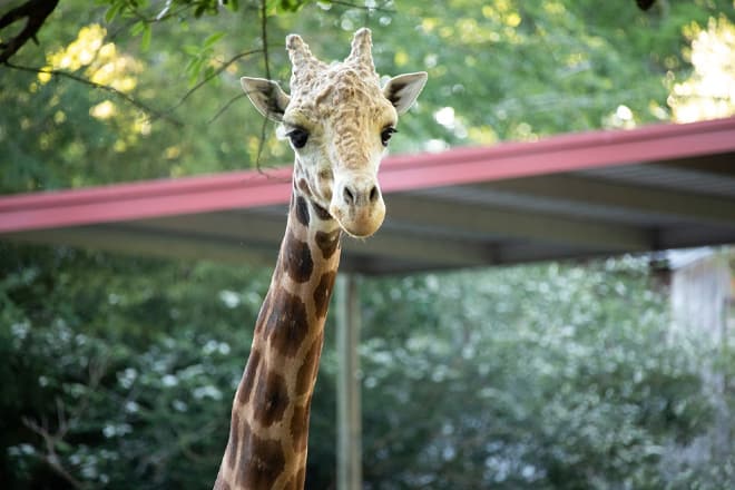 Zoosiana Zoo of Acadiana &mdash; Broussard