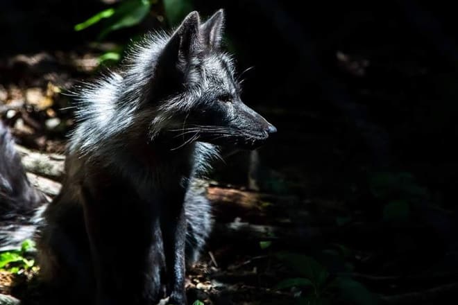 3 Palms Zoo &mdash; Townsend