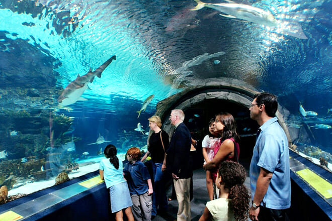 Adventure Aquarium &mdash; Camden