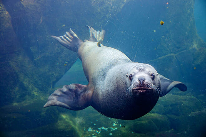 Alaska Sealife Center &mdash; Seward