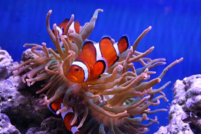 Aquarium Of Boise &mdash; West Valley