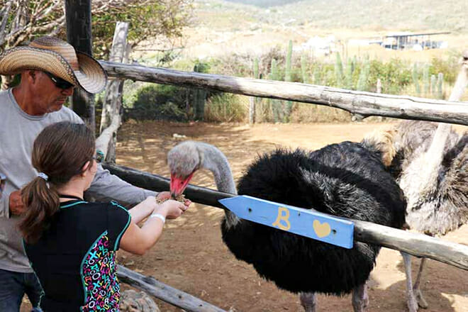 Aruba Ostrich Farm &mdash; Matividri