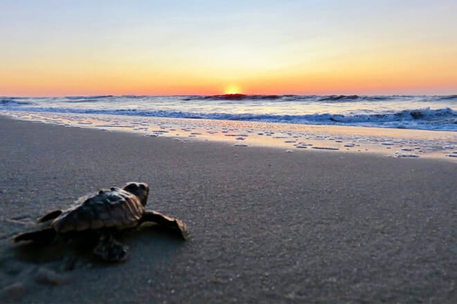 Assateague Island National Seashore Beach &mdash; Berlin