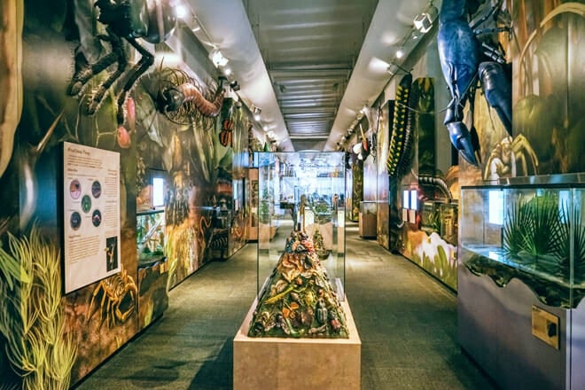 Audubon Insectorium &mdash; Central Business District