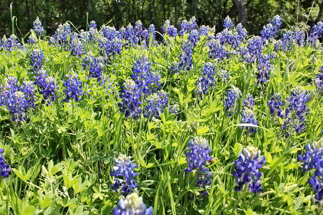 Cedar Hill State Park — Cedar Hill