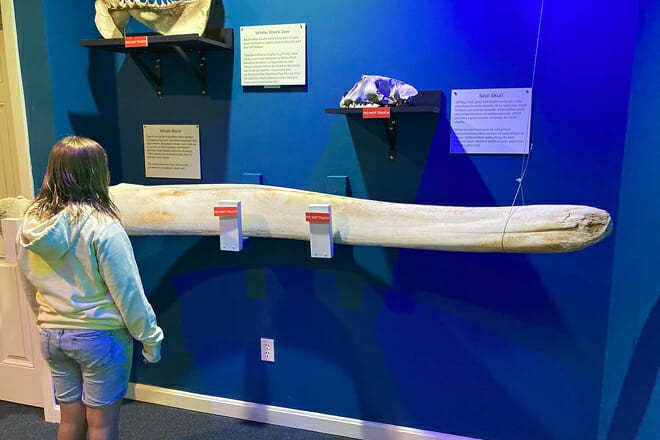 chatham shark center &mdash; chatham