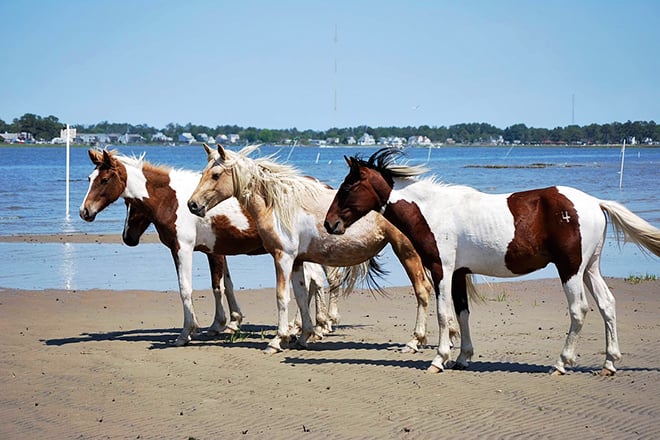 Chincoteague Island — Eastern Shore
